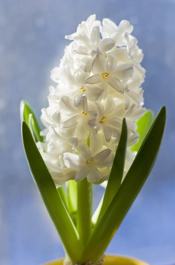 White Hyacinth and Easter Egg Stock Image - Image of leaf, life: 2131191