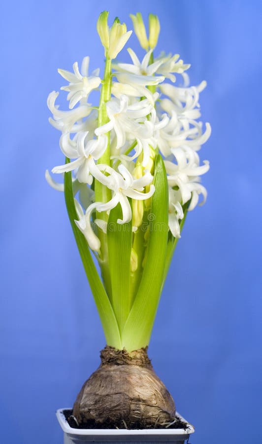 White hyacinth stock image. Image of detail, brightly - 24405411