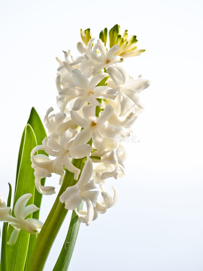 White hyacinth stock image. Image of blooming, group - 28789427