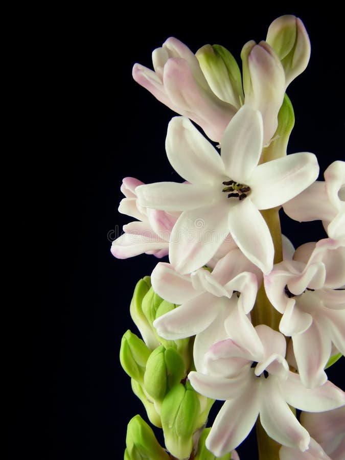 White Hyacinth and Easter Egg Stock Image - Image of leaf, life: 2131191