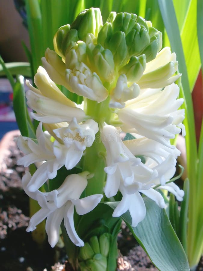 Autumn stock photo. Image of sunshine, fence, autumn, trees - 287056