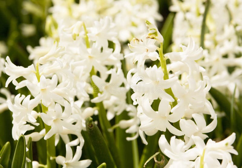 White hyacinth stock photo. Image of hyacinth, flower - 58861614