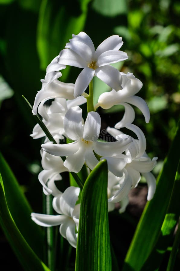 White Hyacinth on a Flowerbed Stock Image - Image of lawn, freshness ...