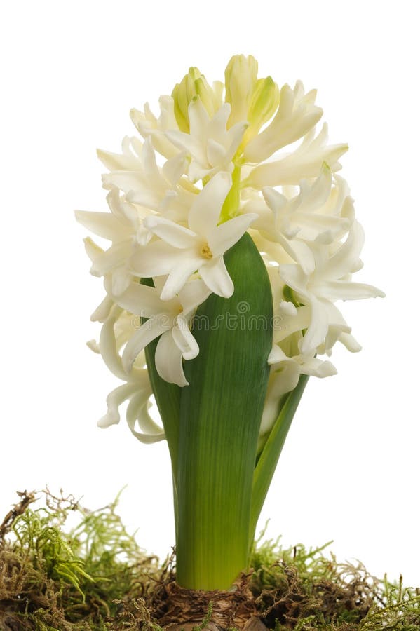 White hyacinth flowers stock image. Image of lilac, flowers - 109198199
