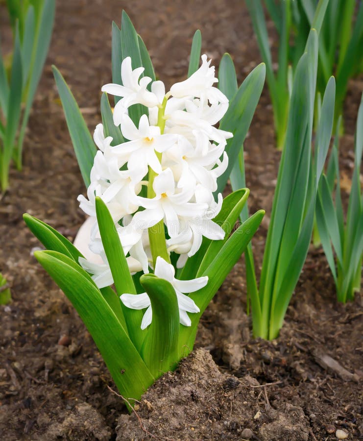 White Hyacinth Growing from the Ground Stock Photo - Image of outdoors ...