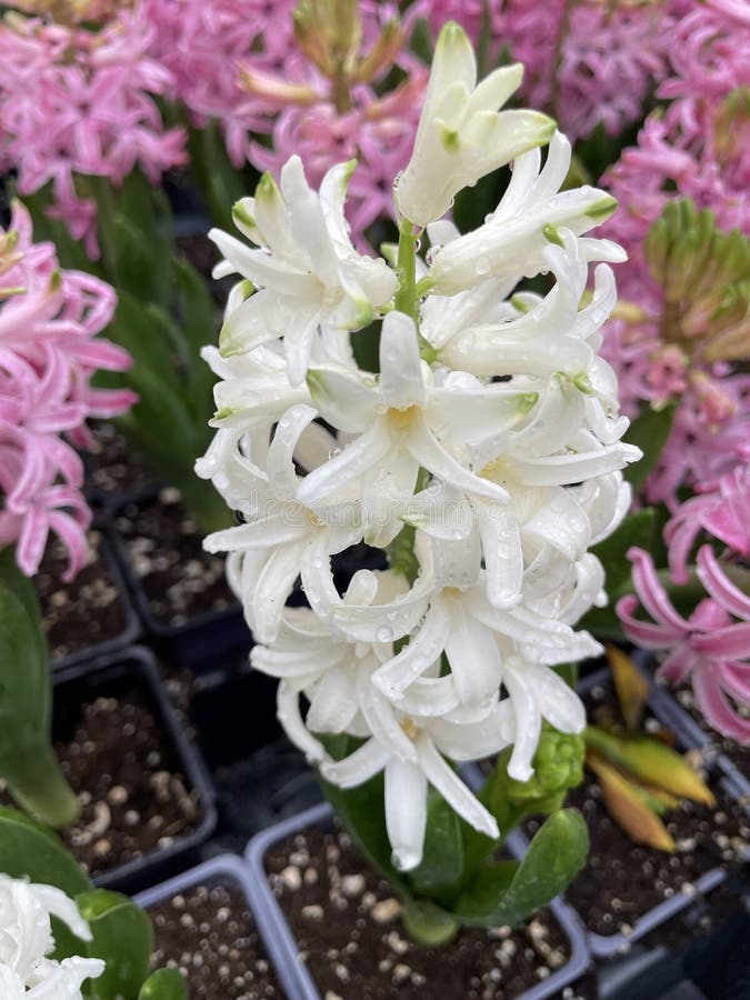 White Hyacinth and Pink Hyacinth in the Background Stock Image - Image ...