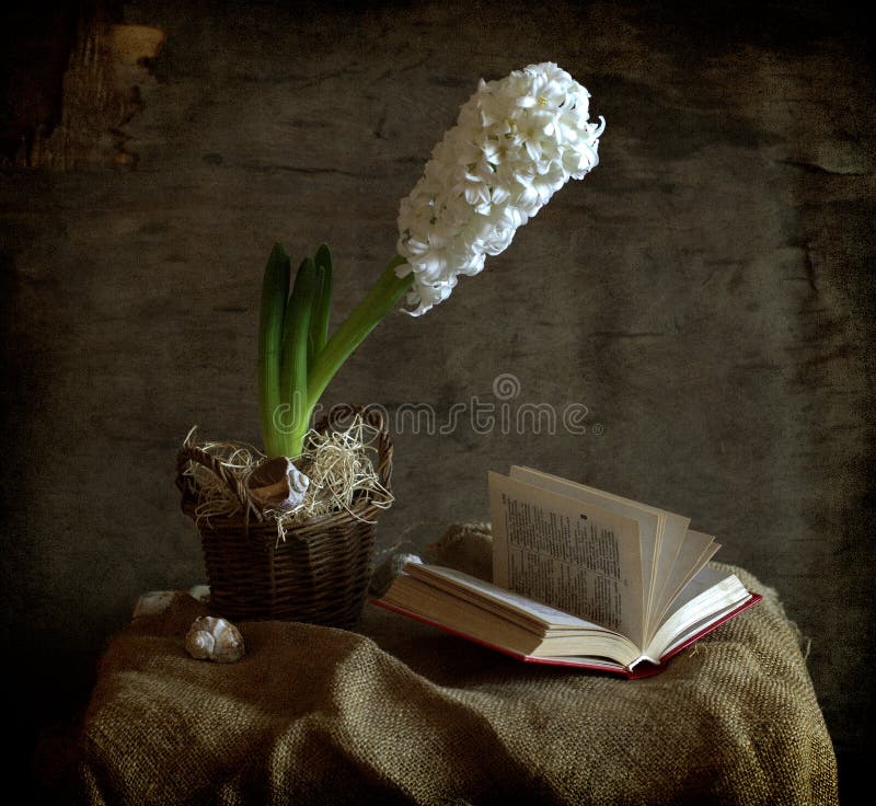 White hyacinths stock image. Image of inflorescence, still - 29937359