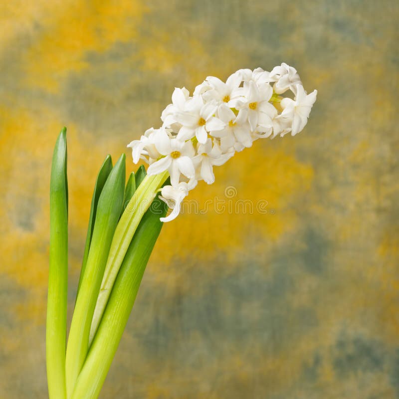 White Hyacinth -symbol of the Coming Spring Stock Photo - Image of ...