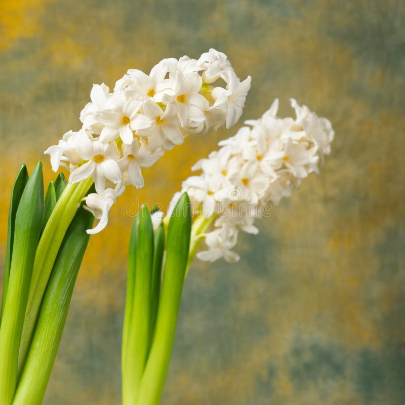 White Hyacinth -symbol of the Coming Spring Stock Photo - Image of leaf ...