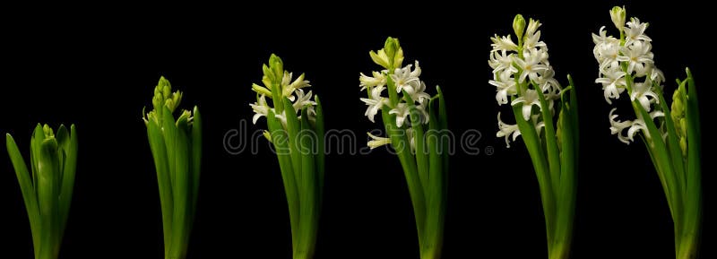 White Hyacinth and Easter Egg Stock Image - Image of leaf, life: 2131191