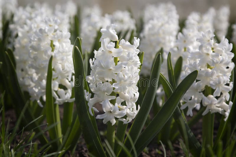 White hyacinths blooming stock image. Image of march - 39598627