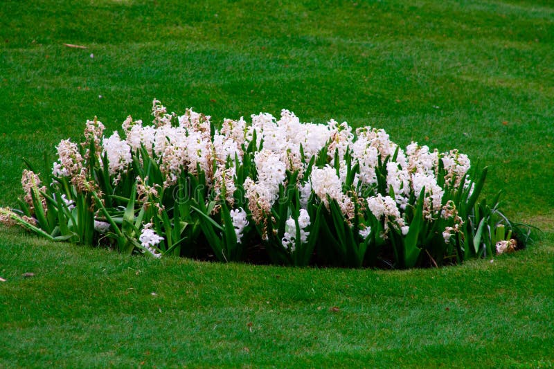 White Hyacinths in the Garden. Spring Flowerbed Stock Photo - Image of ...