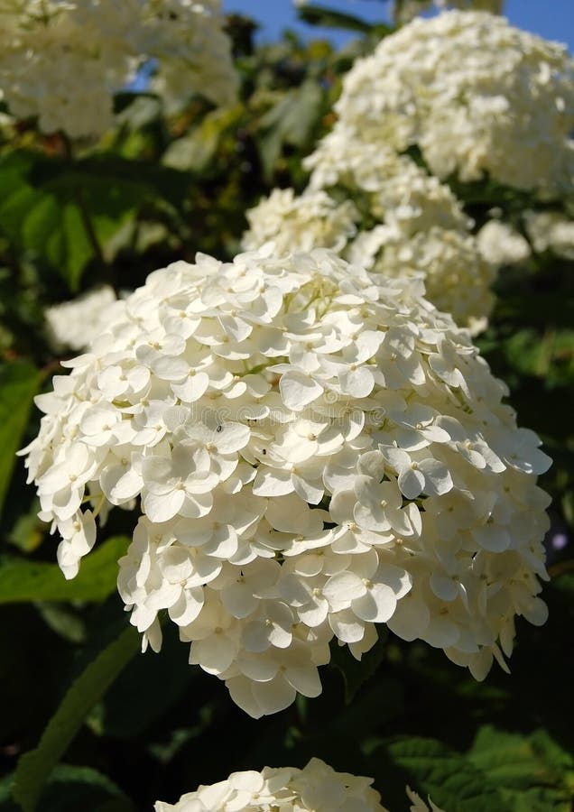 White Hydrangea stock photo. Image of flower, garden - 17807442