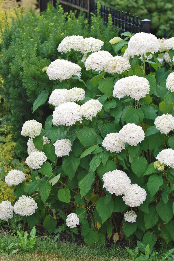White hydrangea stock image. Image of front, curb, fleur - 23045759