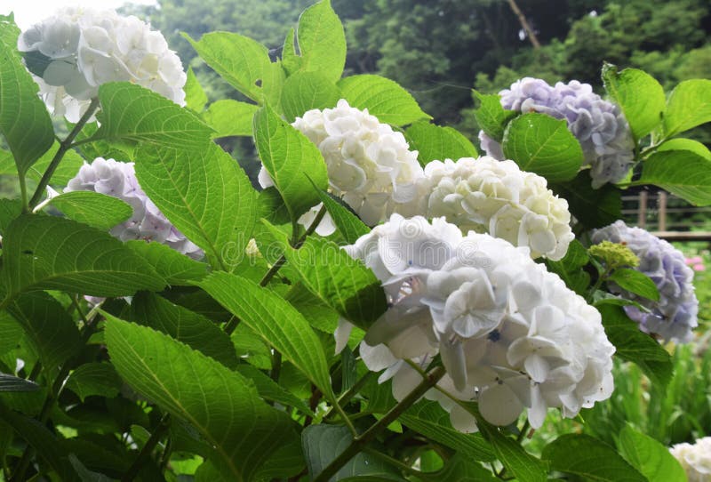 White Hydrangea/back Ground Stock Image - Image of heart, hydrangea ...