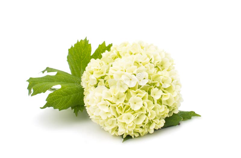White hydrangea stock image. Image of abstract, small - 40641043
