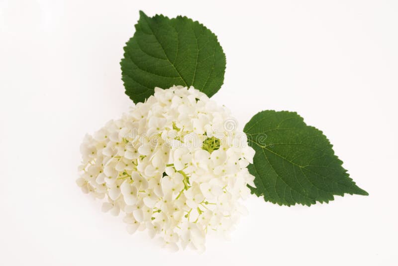 White hydrangea stock image. Image of white, nature, beauty - 95774277