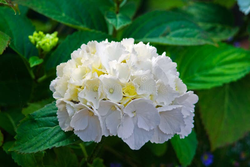 White Hydrangea Blossom Flower Fresh Green Summer Stock Photo - Image ...