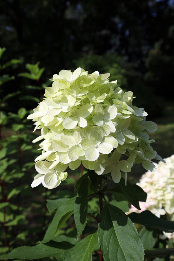 White Hydrangea Branch Blooms in the Garden Stock Image - Image of lush ...