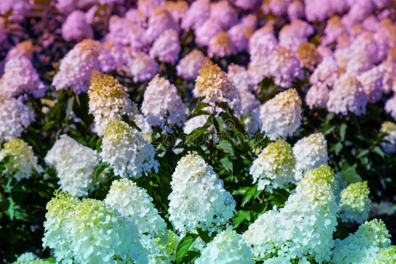 White Hydrangea Bush in the Garden Stock Photo - Image of nature ...