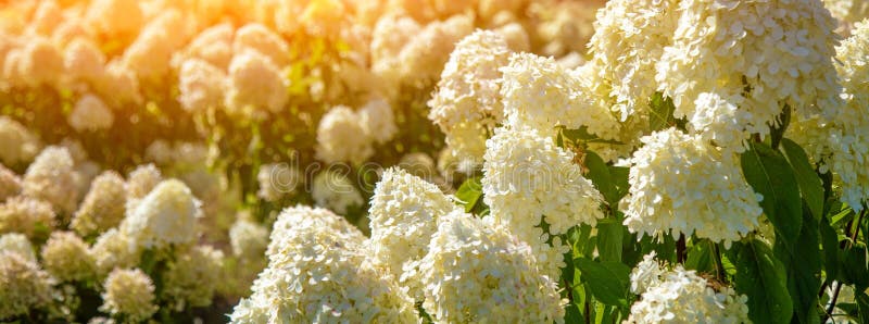White Hydrangea Bushes in a Garden Stock Image - Image of blue, bush ...