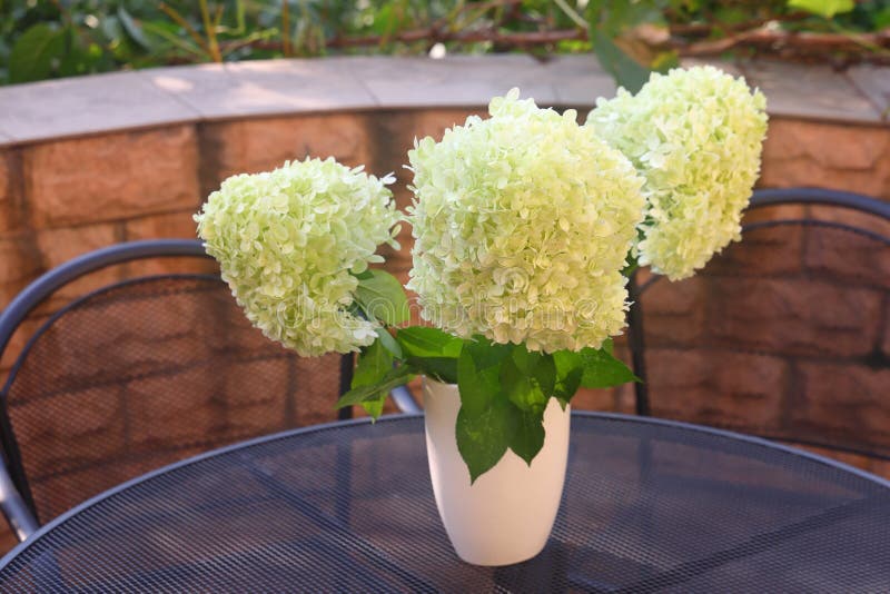 White Hydrangea Caps in a Vase on a Table in the Garden Stock Image ...
