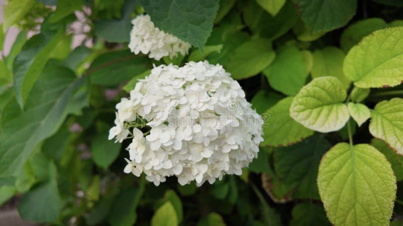 White Hydrangea, Close-up on a Bush Stock Video - Video of round, flora ...