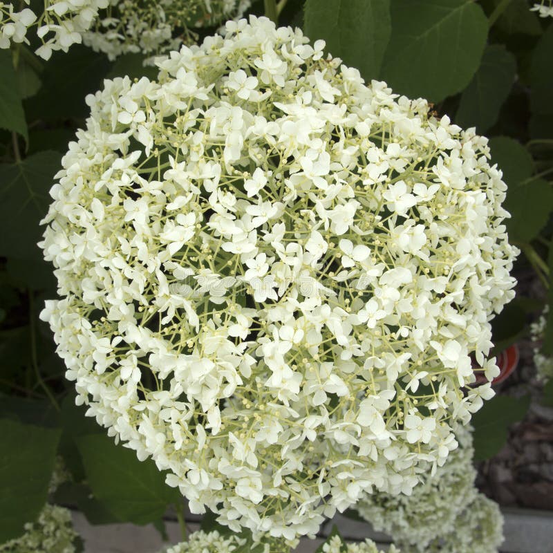 White hydrangea stock image. Image of blooming, petal - 75687385
