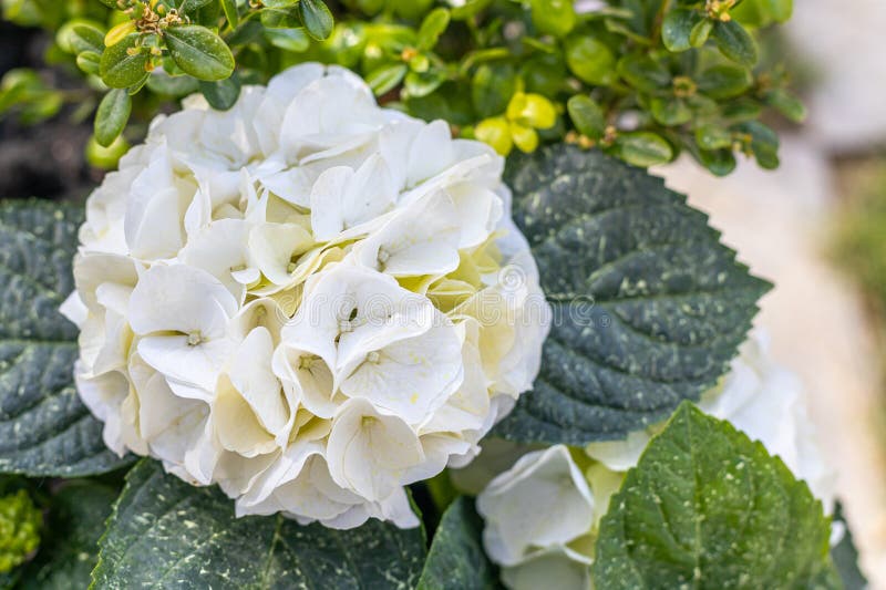 White Hydrangea Flower. Close-up of a Hydrangea in the Garden Stock ...