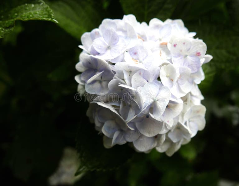 White Hydrangea flower stock photo. Image of nature - 120956024