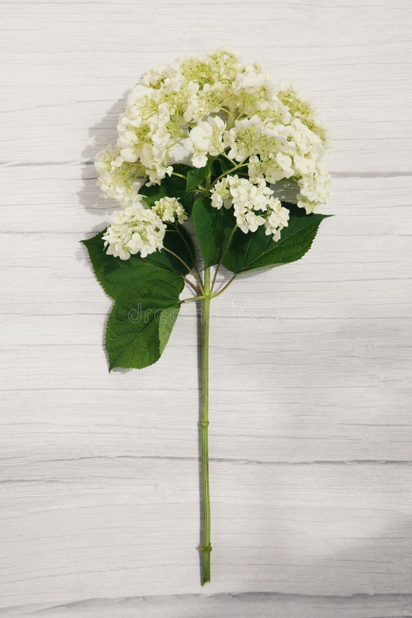 White Hydrangea Flower with Green Leaves on Grey Wooden Background. Top ...