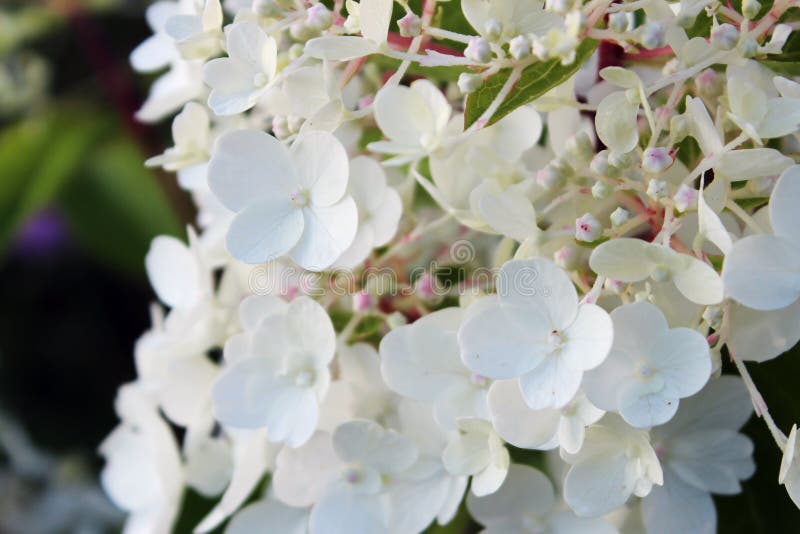 White Hydrangea Flower in Sunset Sunlight. Stock Photo - Image of leaf ...