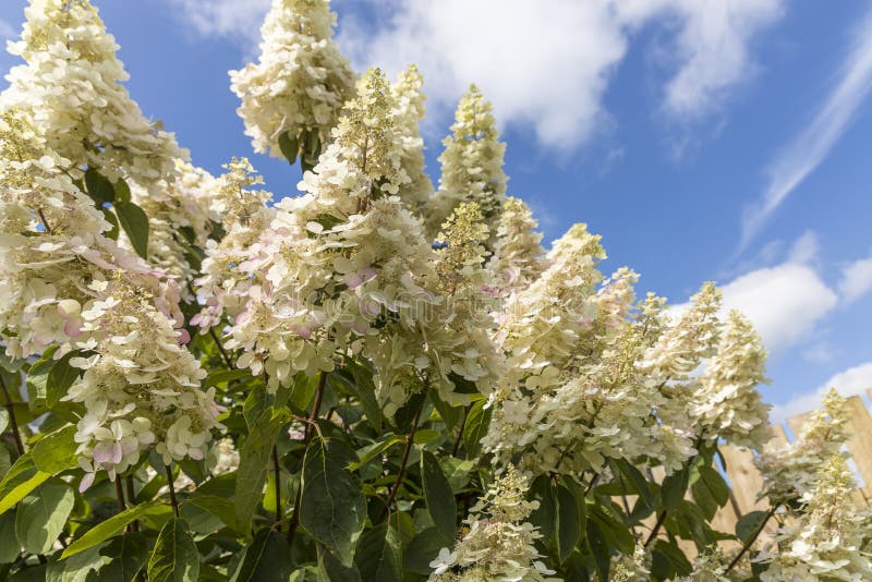 White Hydrangea Flowering Shrub in a Garden. Stock Image - Image of ...