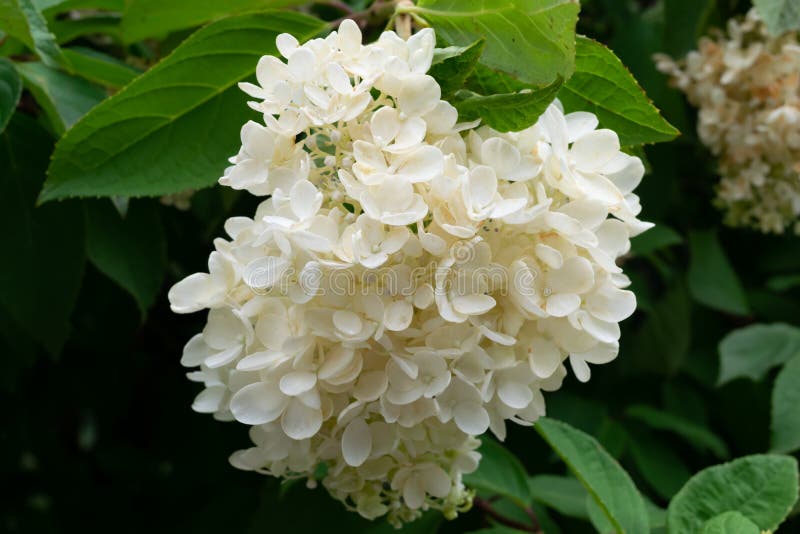 White Hydrangea Flowers in the Garden, Close-up. Stock Image - Image of ...
