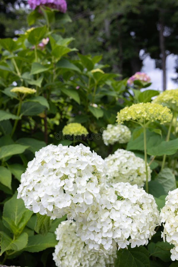 White Hydrangea Flowers Blooming in the Hydrangea Temple in Early ...