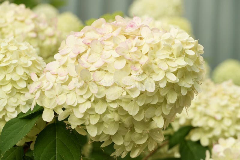 White Hydrangea Flowers Blooming in the Summer Garden. Stock Image ...
