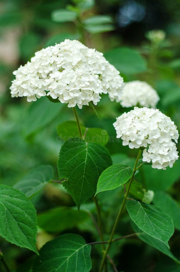White Hydrangea flowers stock image. Image of species - 31903927