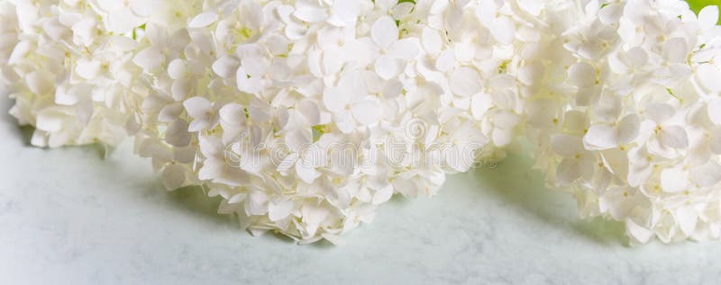 White Hydrangea Flowers Panoramic Border, Banner, Wedding Romantic ...