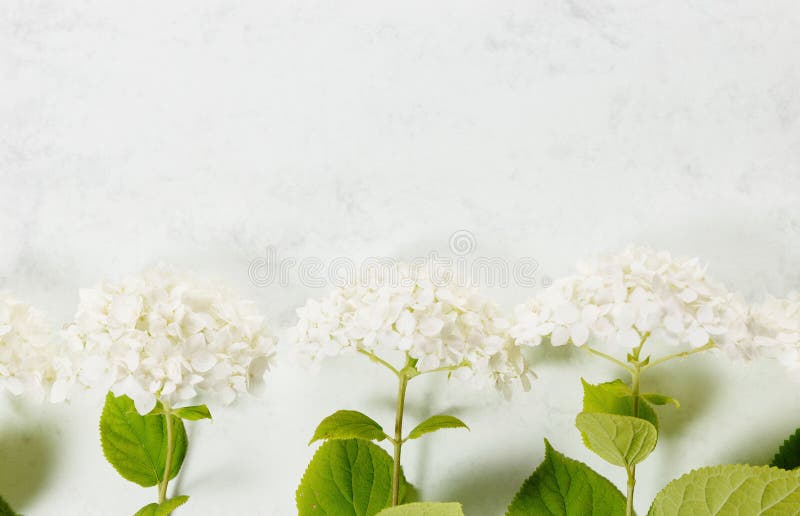 White Hydrangea Flowers Panoramic Border, Banner, Wedding Romantic ...