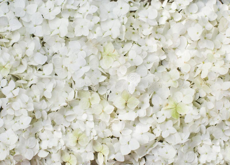 White Hydrangea Flowers in a Round Top View Stock Photo - Image of ...