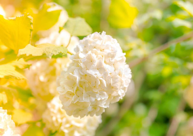 White Hydrangea Flowers in the Sun at Spring Afternoon Stock Image ...