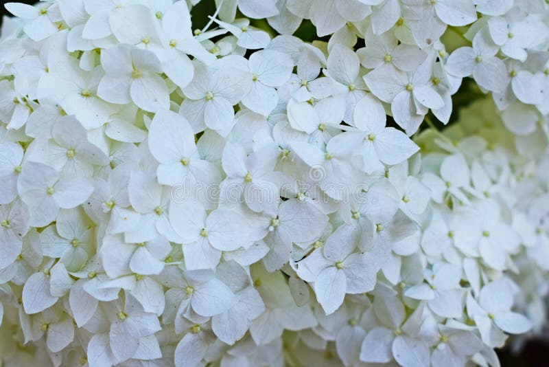 White hydrangea flowers. stock image. Image of garden - 152559601