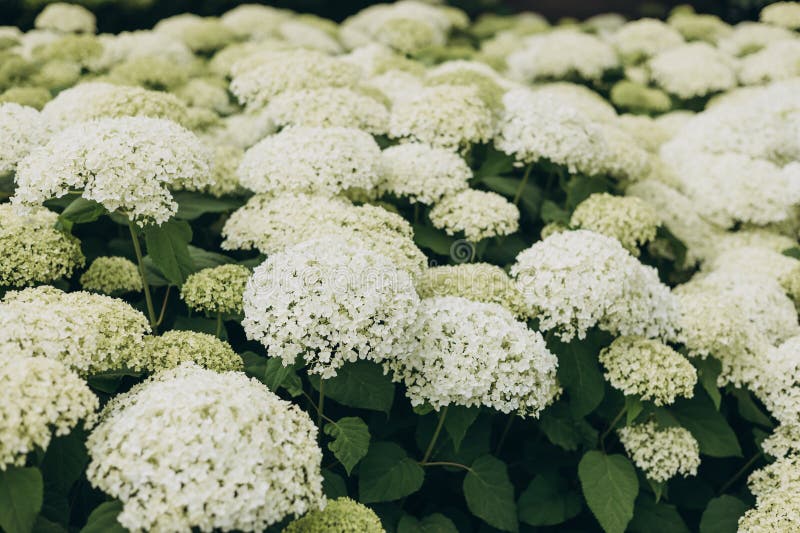 White Hydrangea in the Garden. Blooming White Hydrangea Plants in Full ...
