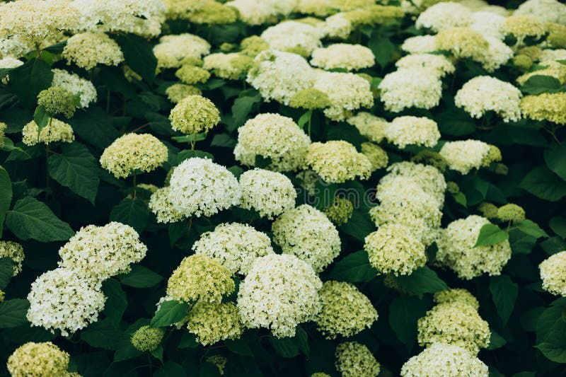 White Hydrangea in the Garden. Blooming White Hydrangea Plants in Full ...