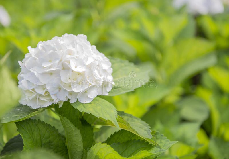 Beautiful Blooming White Hydrangea Flowers Stock Image - Image of ...