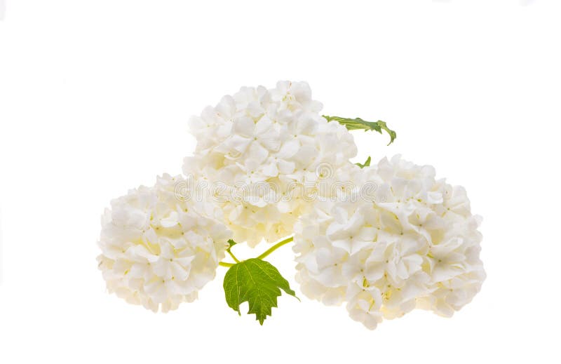 White hydrangea isolated stock photo. Image of flora - 269825766
