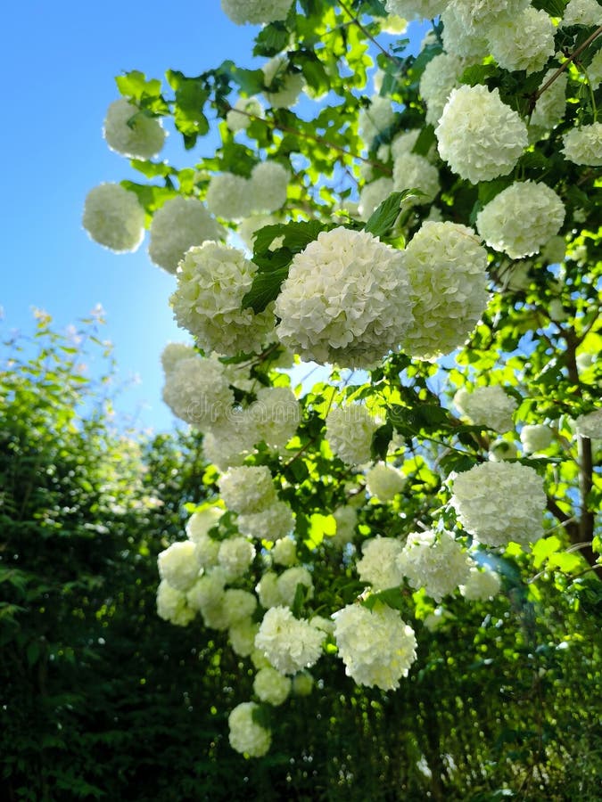 White hydrangea Snow Ball. stock image. Image of produce - 377929029