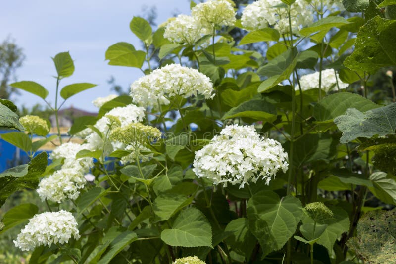 White hydrangea tree stock photo. Image of green, closeup - 263238338