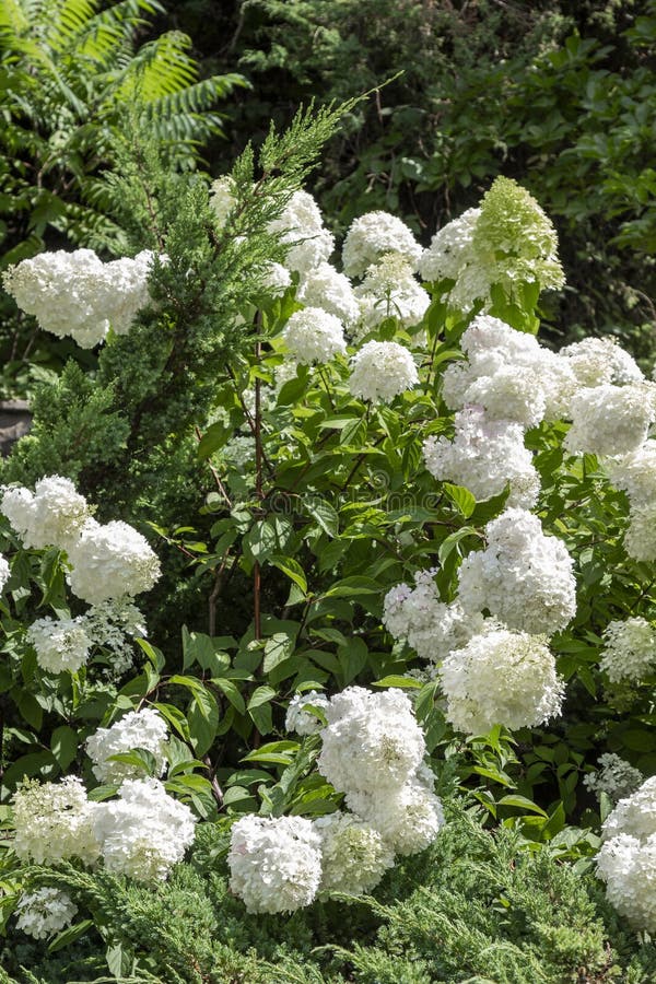 White Hydrangeas on Branches with Green Leaves among Juniper Branches ...