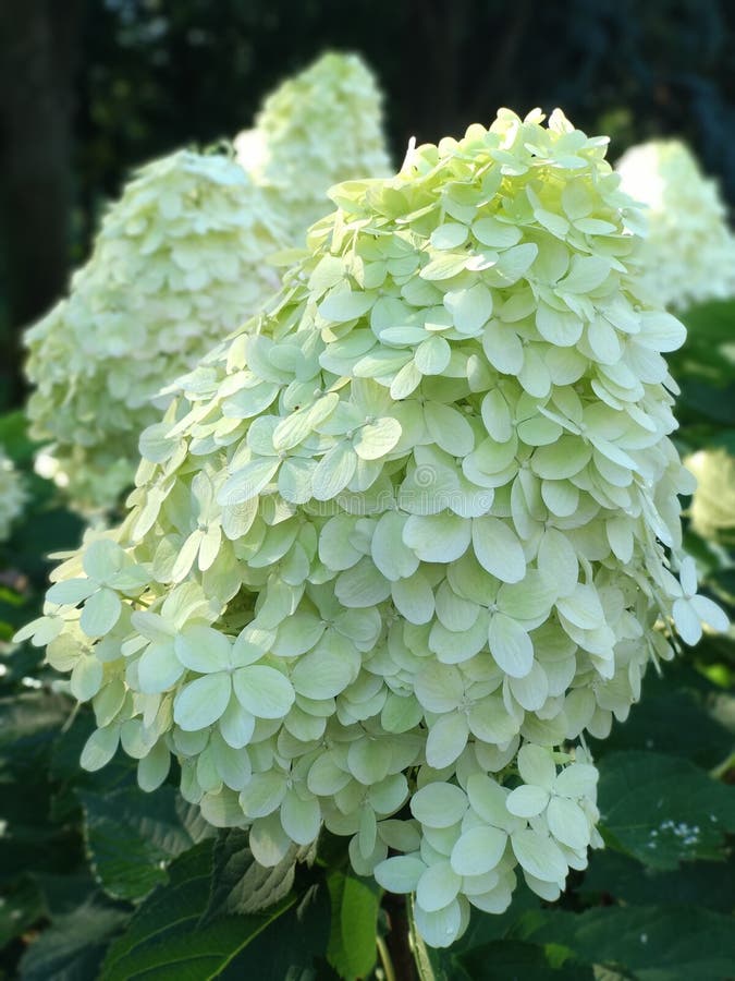 White Hydrangeas in a Garden Stock Photo - Image of hydrangea, bloom: 353920986
